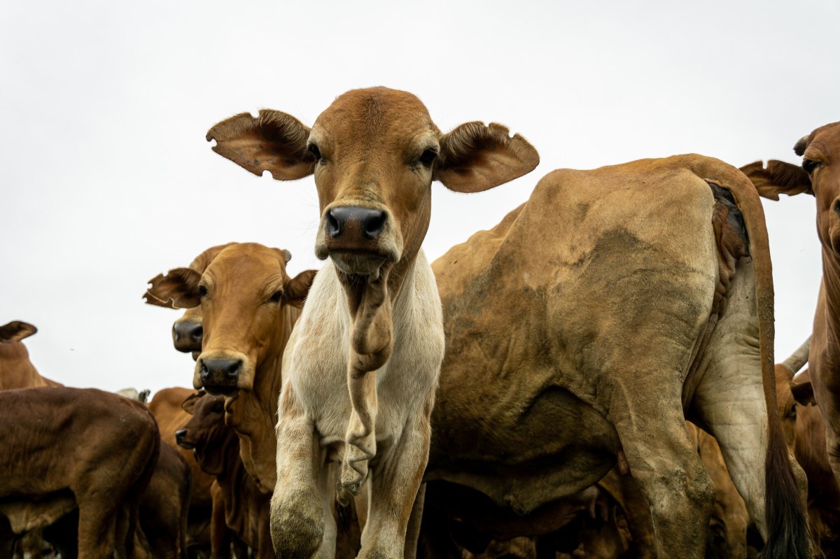 New study finds that severe undernutrition of cattle increases their ...